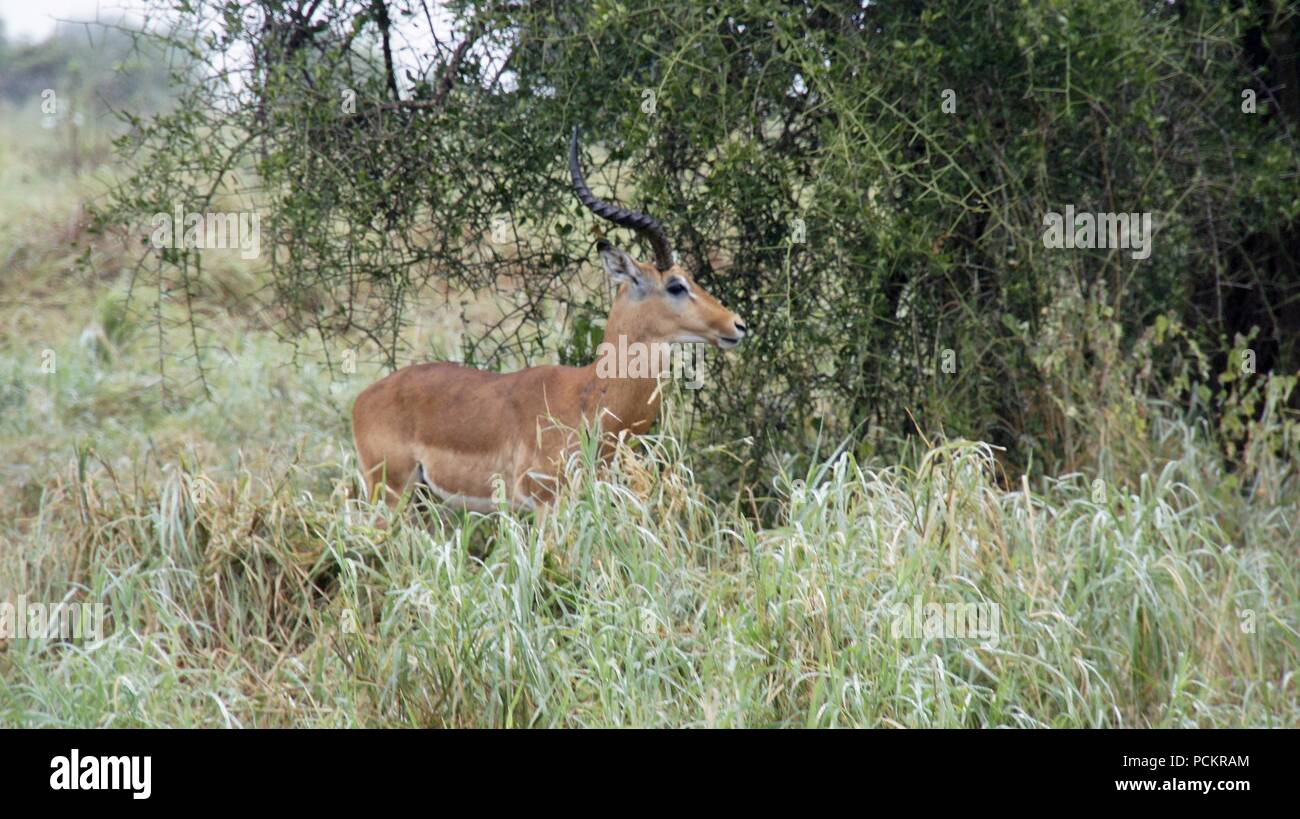 wild living gazelle in the savanna of kenya Stock Photo - Alamy