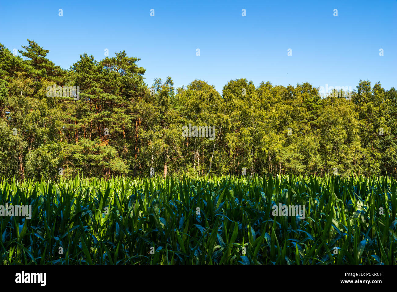Corn field in front of a forest on a sunny day, Germany Stock Photo - Alamy