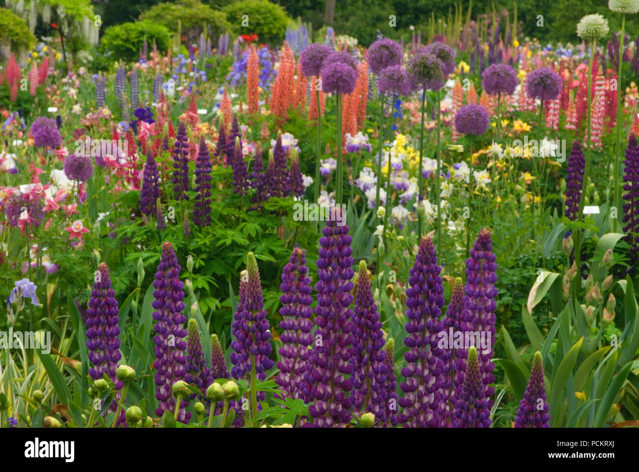 Display Garden, Schreiners Iris Gardens, Keizer, Oregon Stock Photo - Alamy