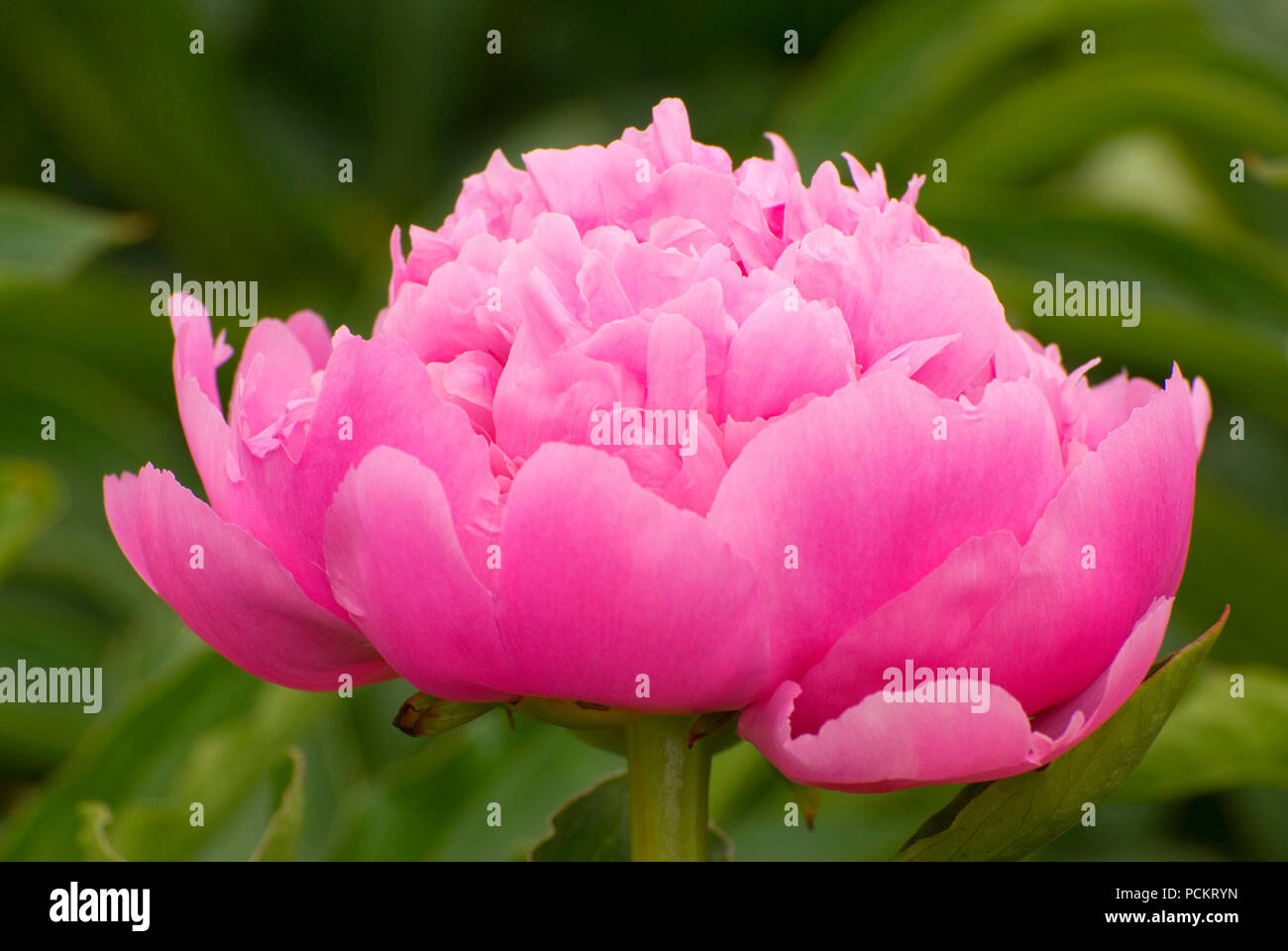 Adelman peony garden hi-res stock photography and images - Alamy
