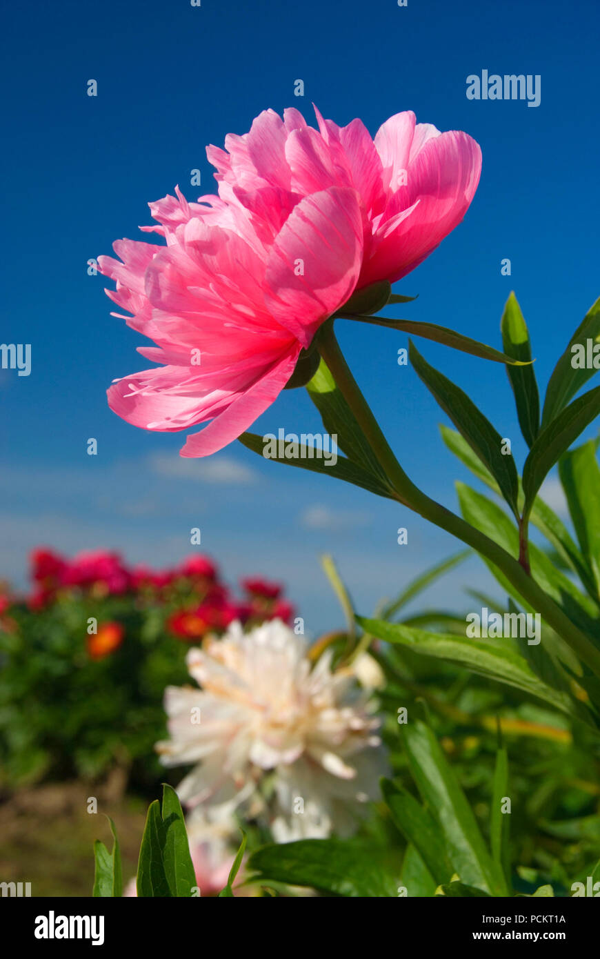 Peony salmon hi-res stock photography and images - Alamy