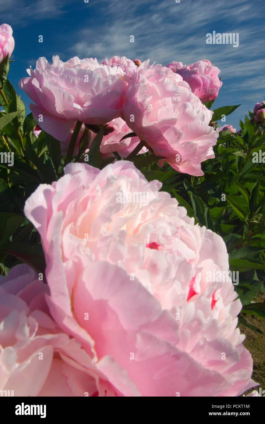 Nick Shaylor peony, Adelman Peony Garden, Brooks, Oregon Stock Photo ...