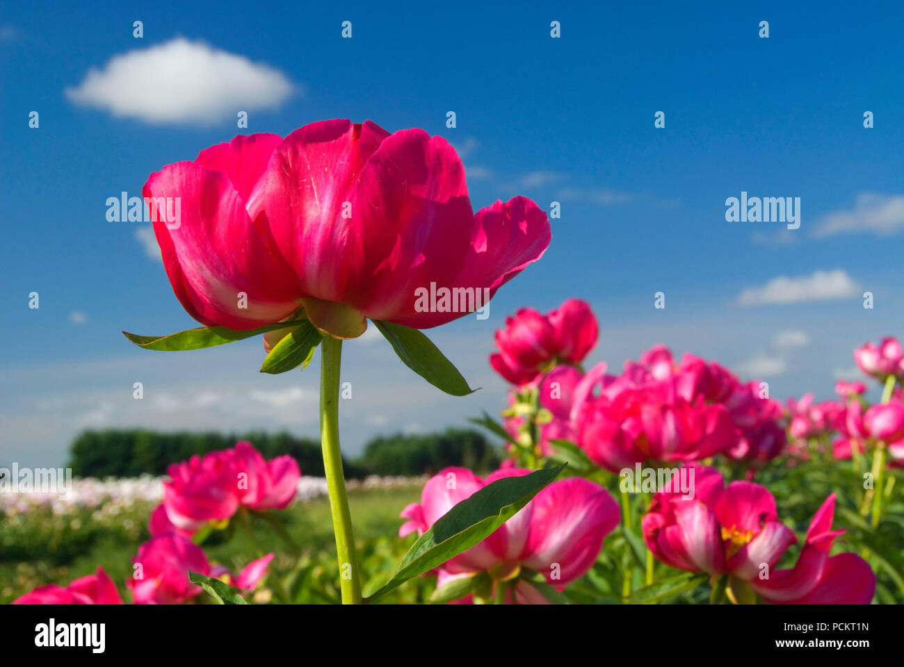 Scarlett O'Hara peony, Adelman Peony Garden, Brooks, Oregon Stock Photo ...