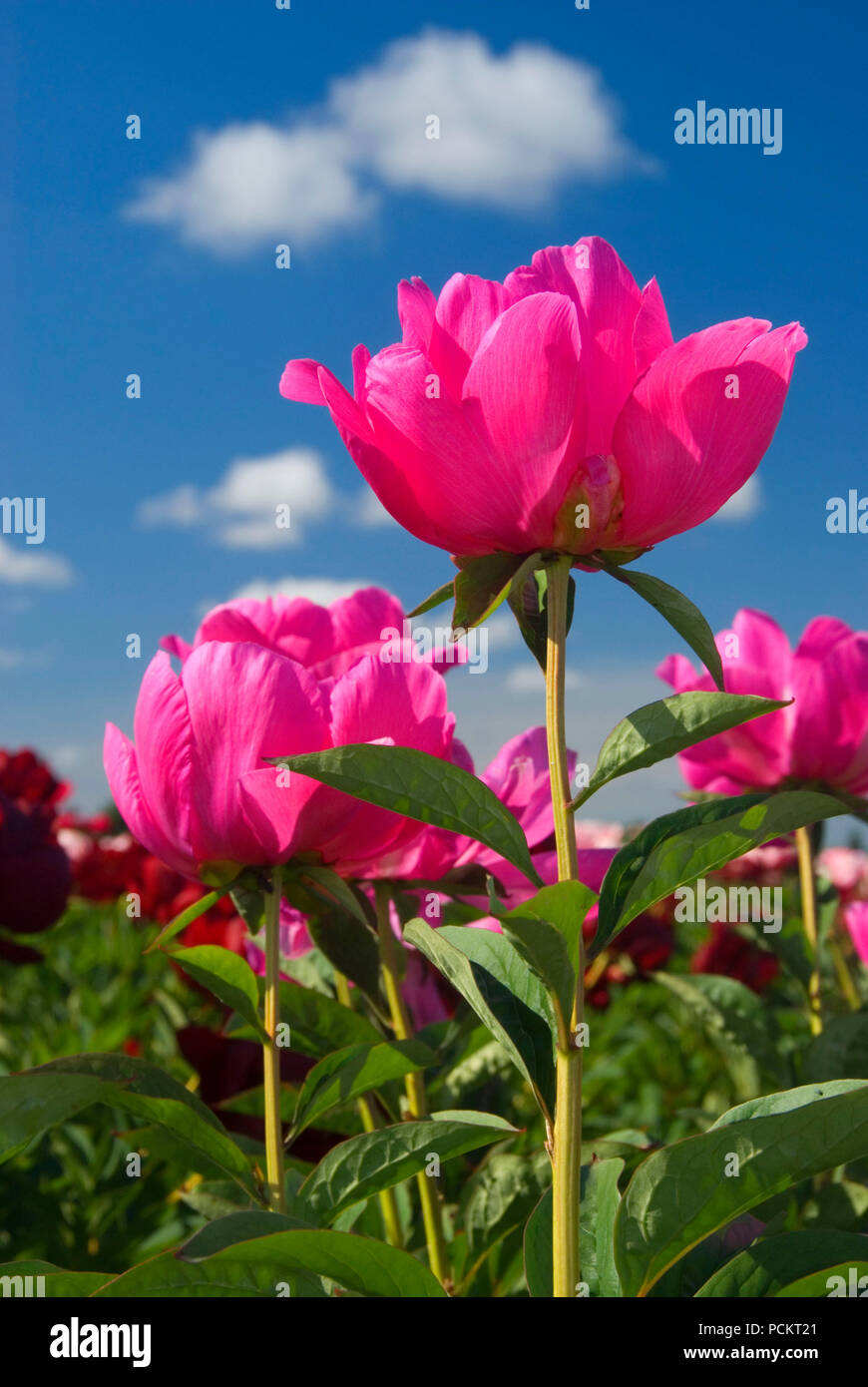 Peony Star High Resolution Stock Photography and Images - Alamy