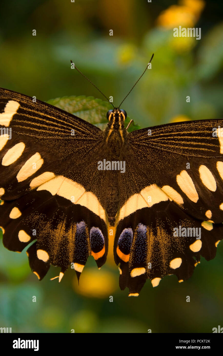 Butterfly Cage High Resolution Stock Photography and Images - Alamy