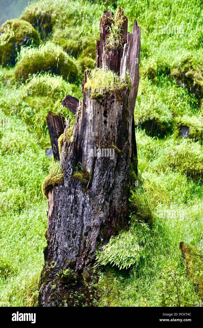 Tree stump with green moss Stock Photo - Alamy