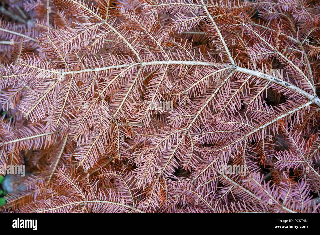 conifer red fir close up view of structure Stock Photo - Alamy
