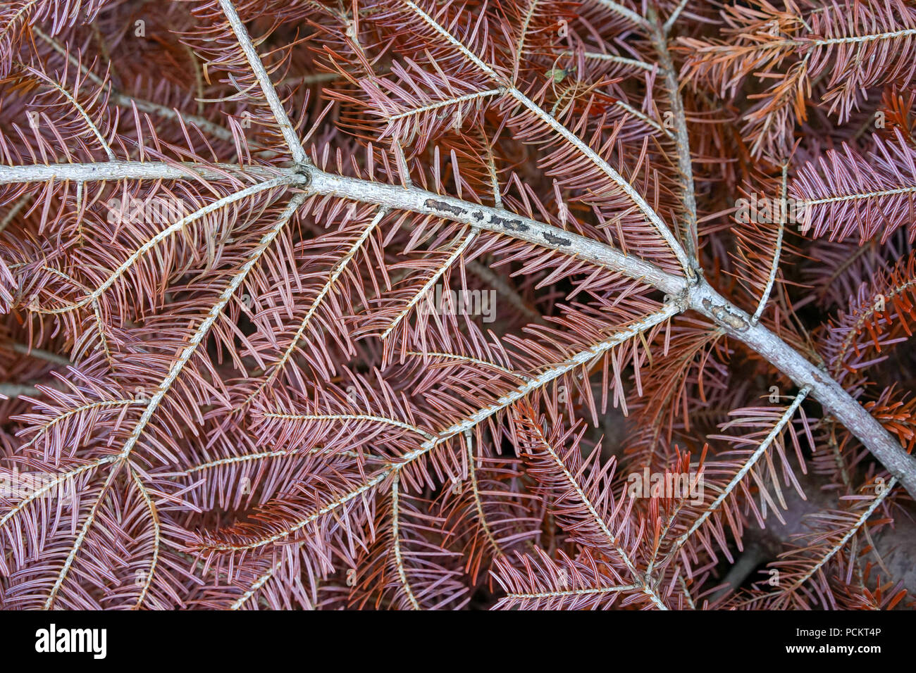 conifer red fir close up view of structure Stock Photo - Alamy