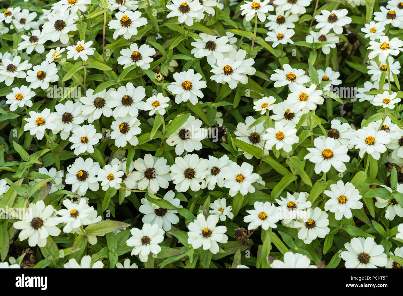 many white daisy top view background pattern desing Stock Photo - Alamy