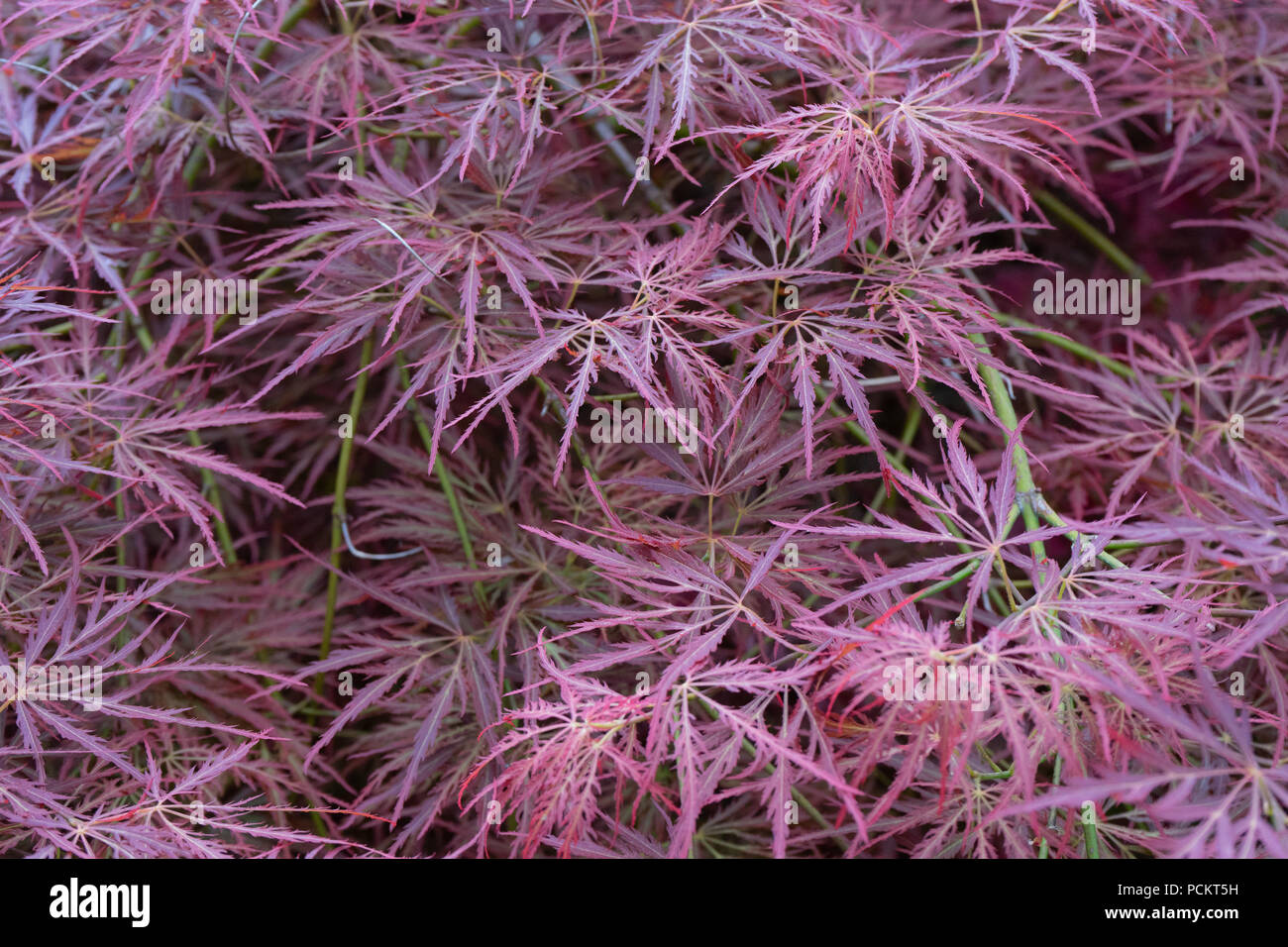 pink purple maple leaf plant tree leaves close up Stock Photo - Alamy