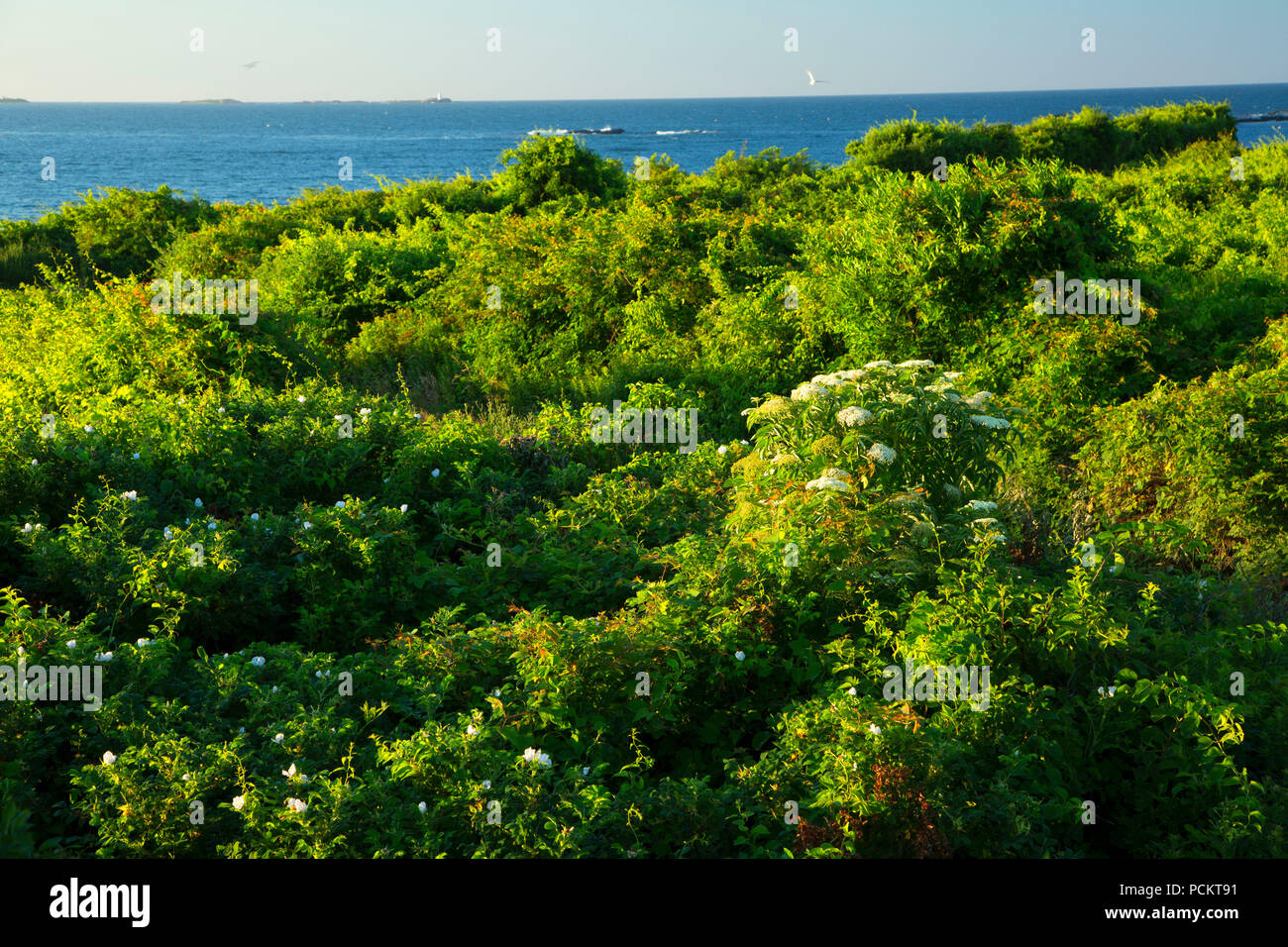 Coast thicket, Sachuest Point National Wildlife Refuge, Rhode Island ...