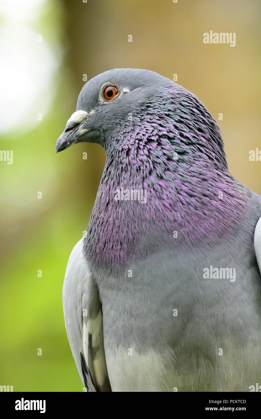 Close up portrait of a pigeon Stock Photo - Alamy
