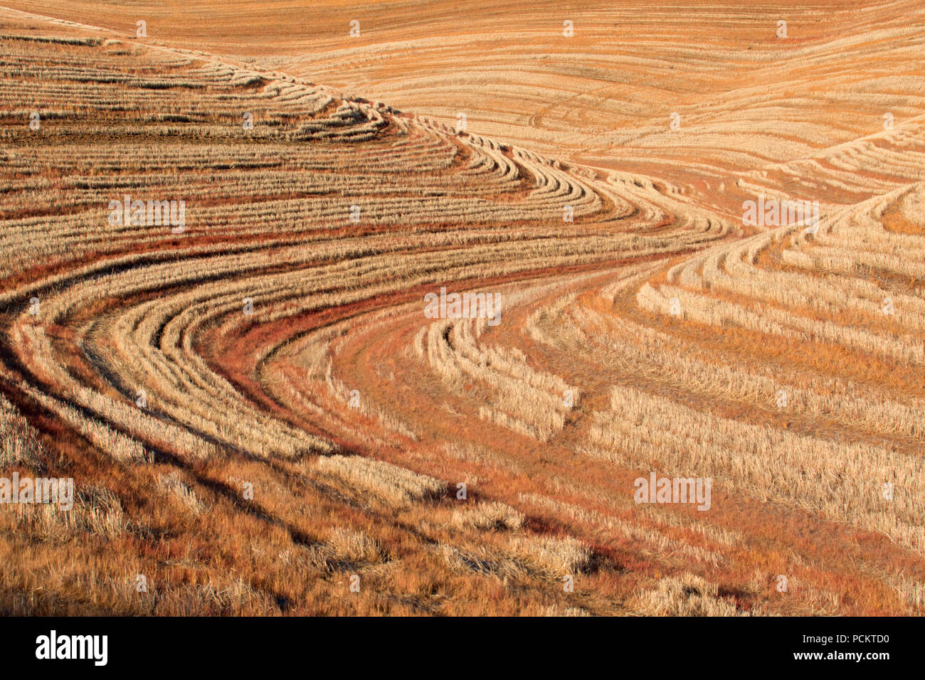 Stubble wheatfield hi-res stock photography and images - Alamy