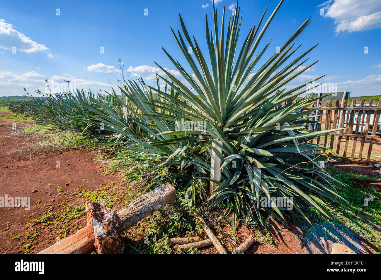 Sisal plant in the entrance of the mayan archeological site of ...