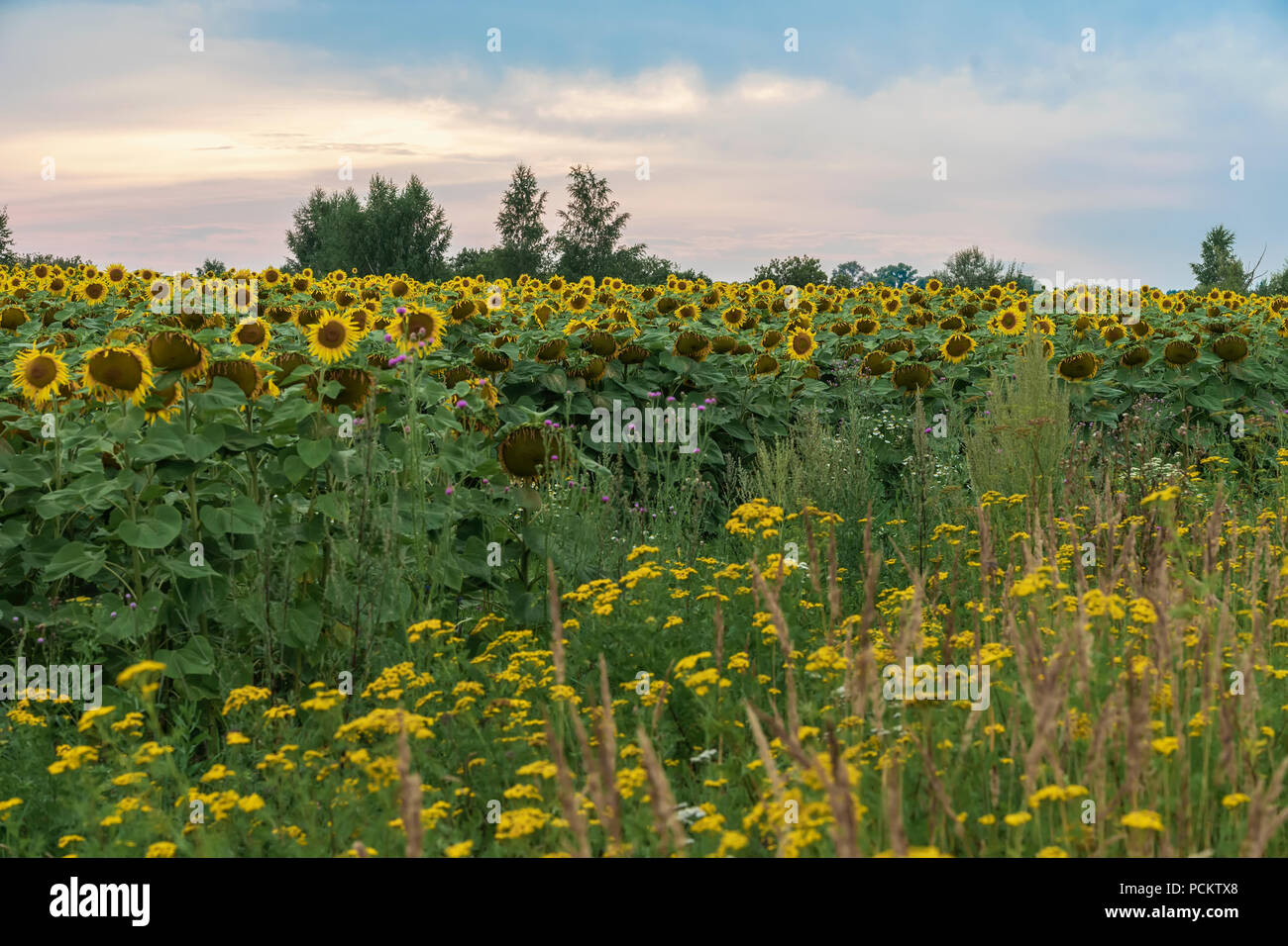 Agriculture. Farmer field of flowering sunflowers against background of ...