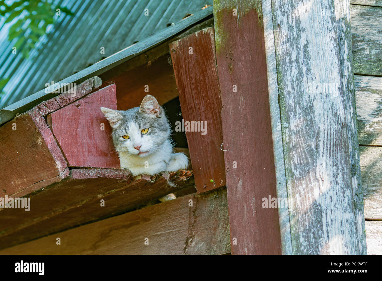 Cat under the private house roof Stock Photo - Alamy