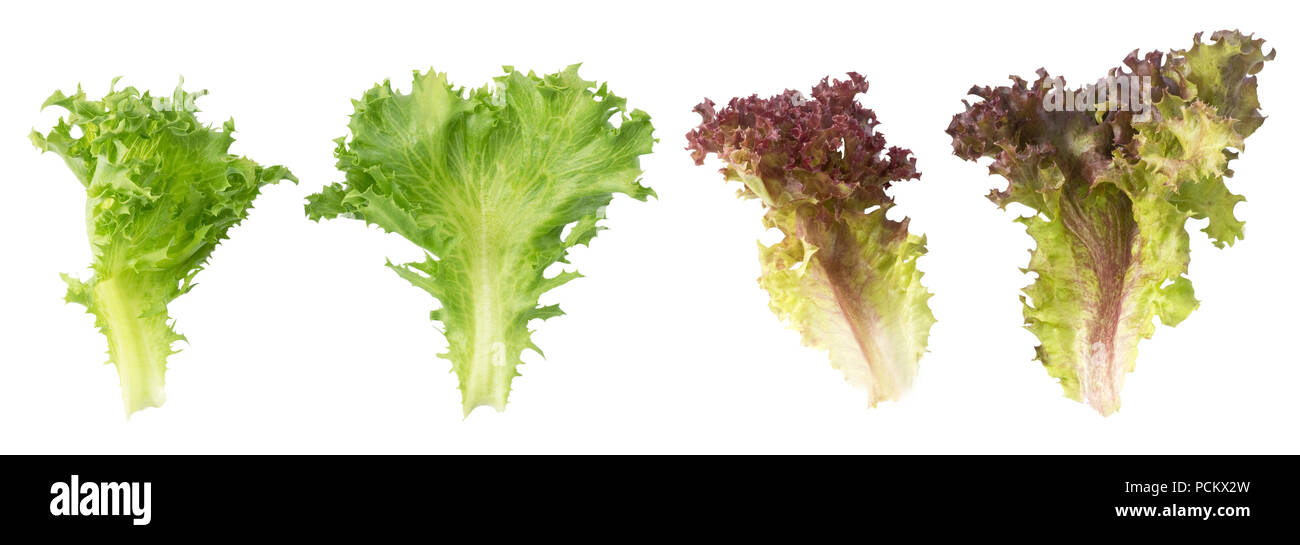 Vegetable, Fresh Red and Green Oak Lettuce Leaves Isolated on A White ...