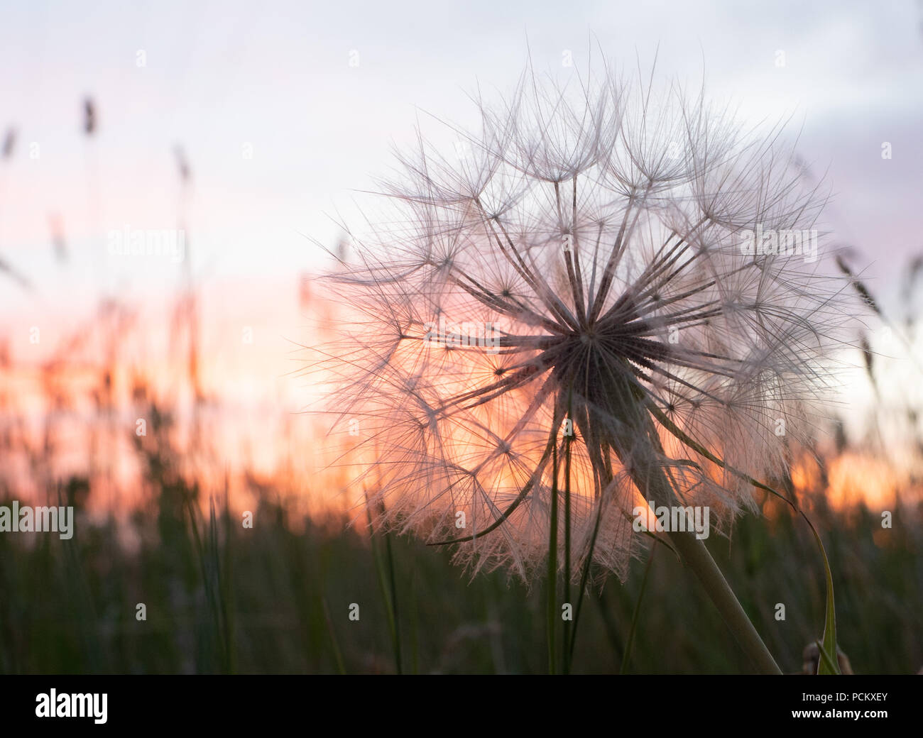 Dandelion Puff High Resolution Stock Photography and Images - Alamy