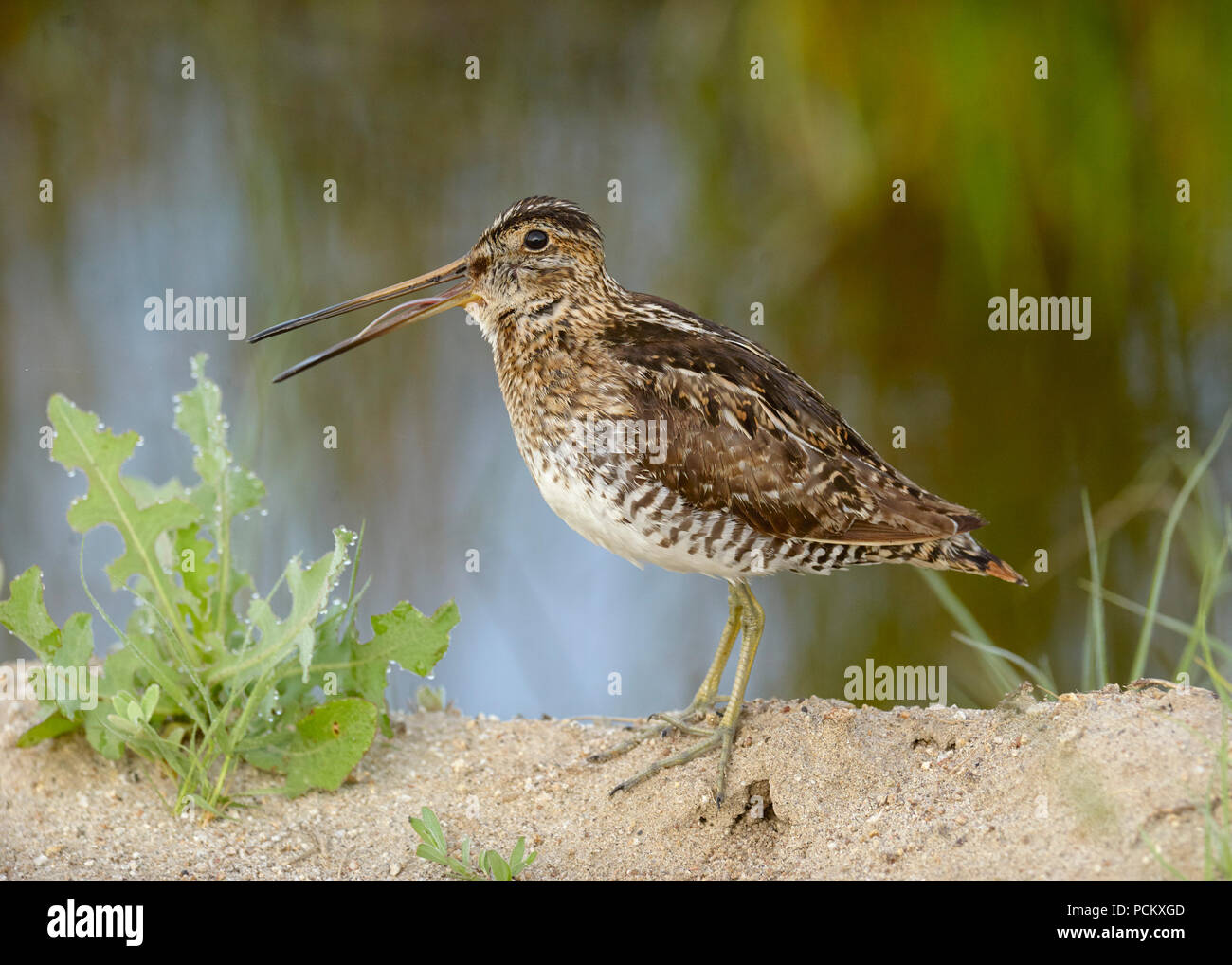 Wilson's Snipe (Gallinago delicata), Plumas County California Stock ...