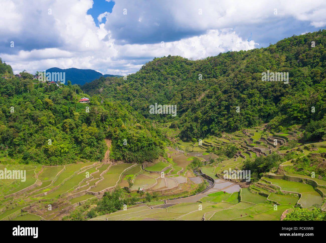 View of rice terraces fields in Banaue, Philippines. The Banaue rice ...