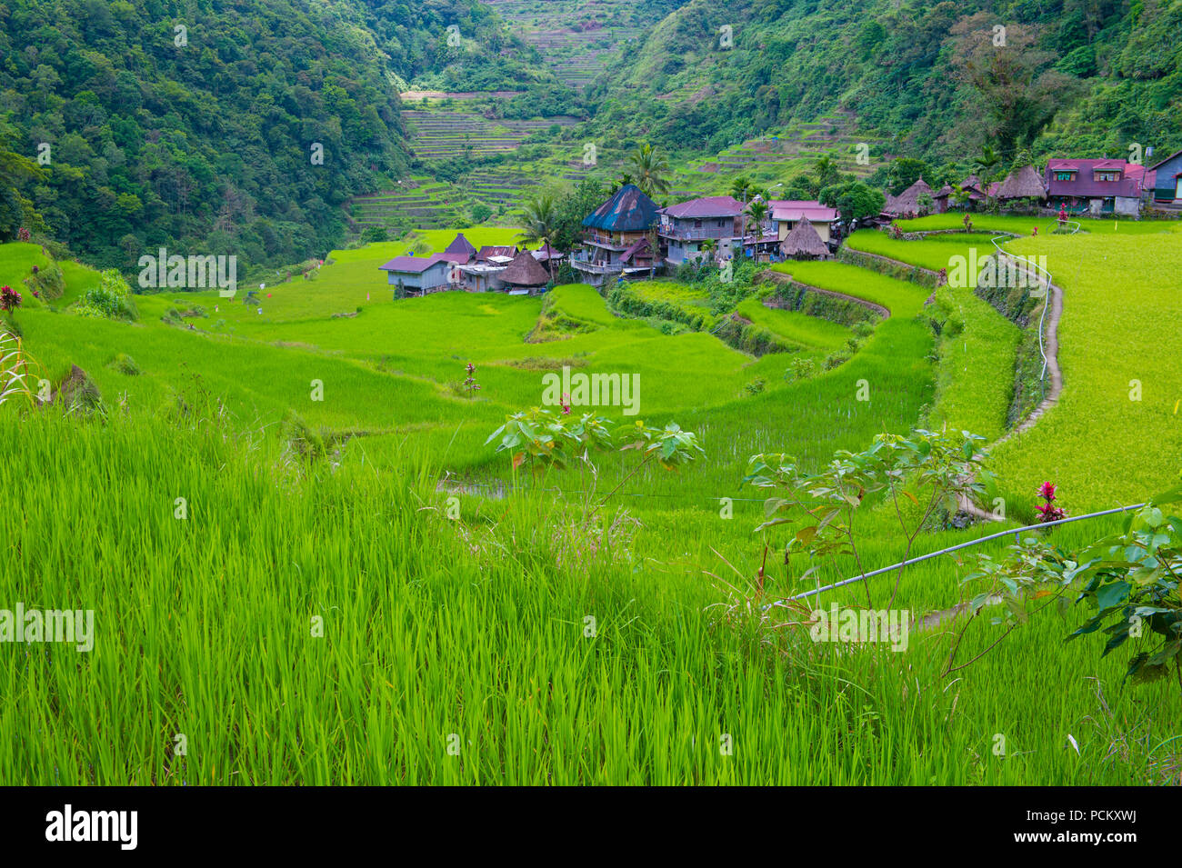 View of rice terraces fields in Banaue, Philippines. The Banaue rice ...