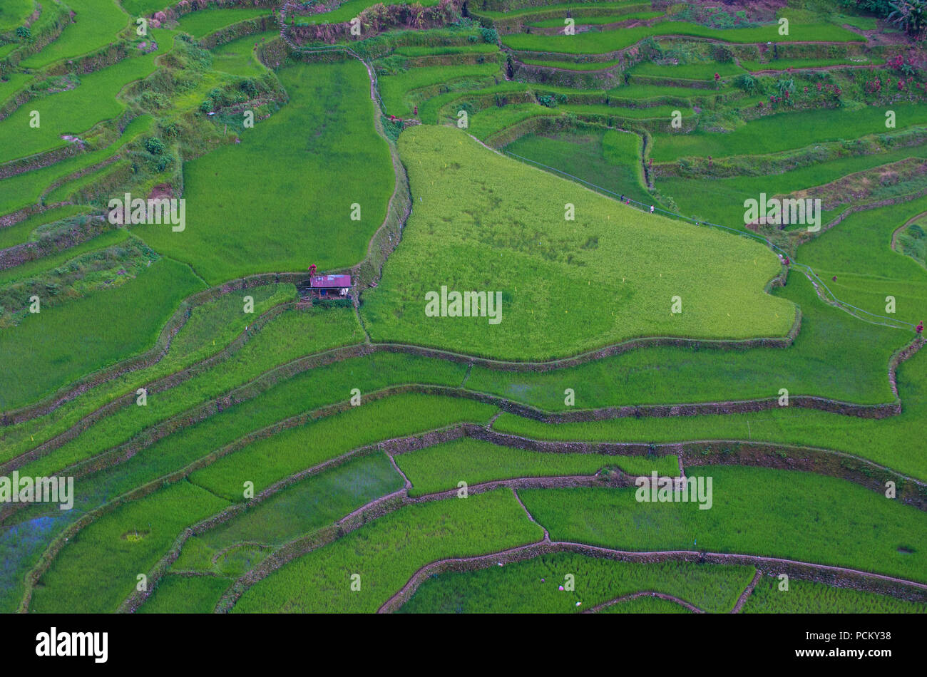 View of rice terraces fields in Banaue, Philippines. The Banaue rice ...