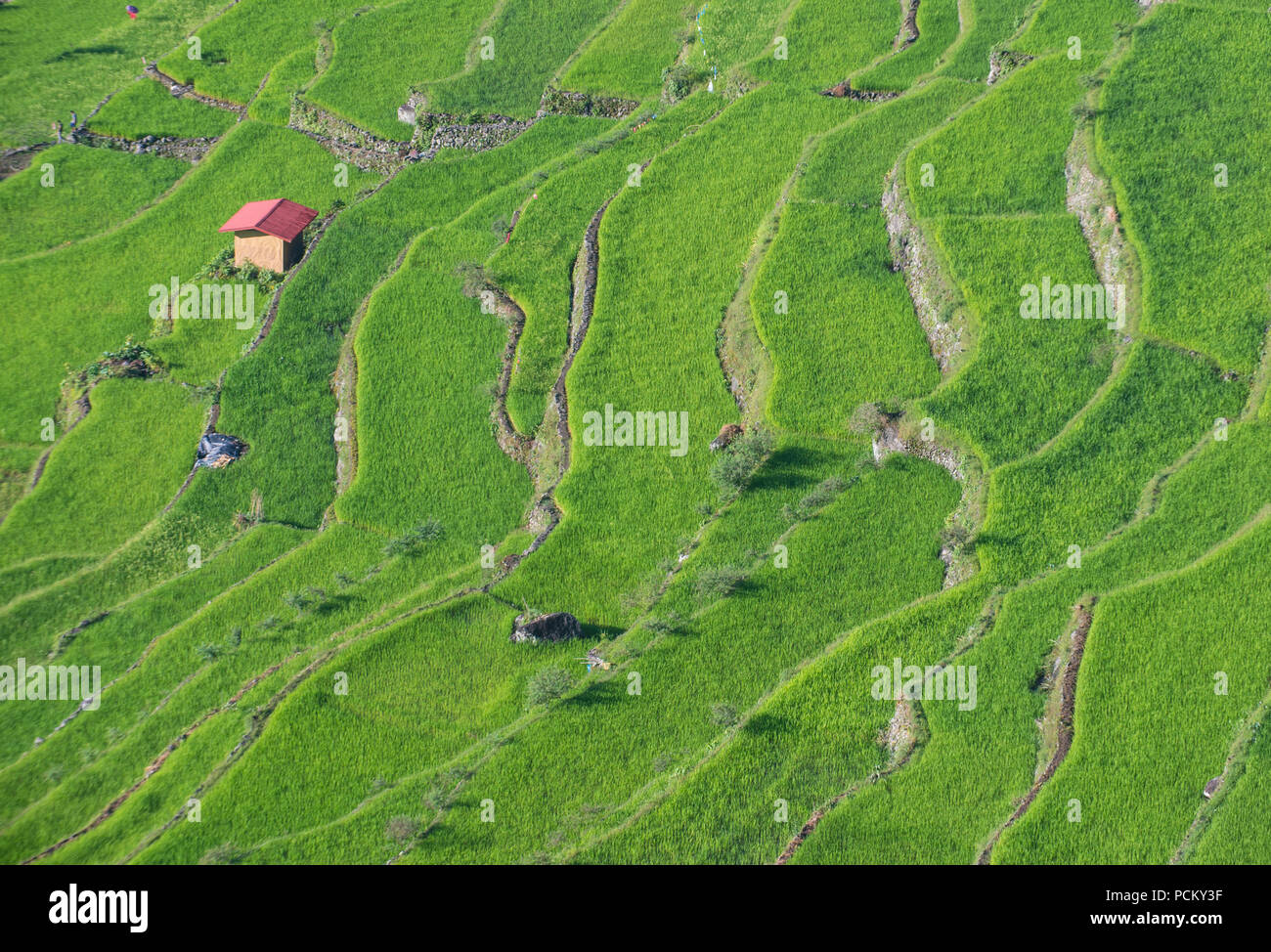 View of rice terraces fields in Banaue, Philippines. The Banaue rice ...