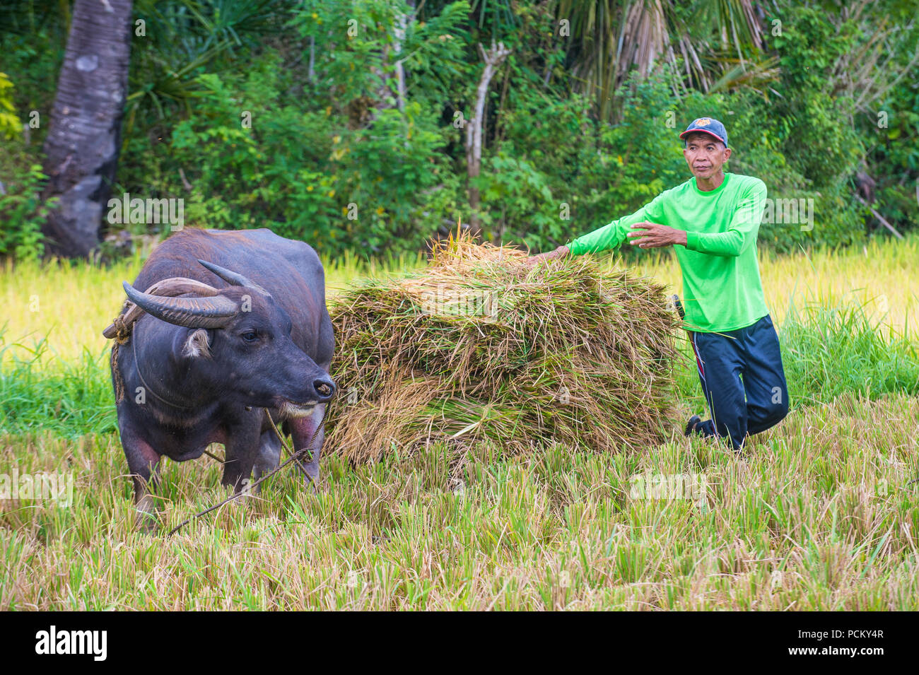 Filipino farmer working at a rice field in Marinduque island The ...