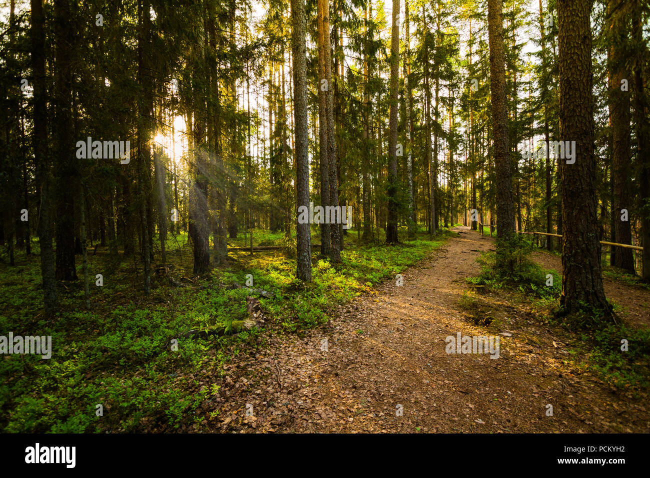 Evening in the forest hi-res stock photography and images - Alamy