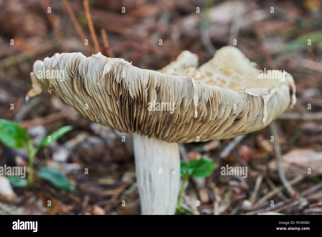 Chant rel hi-res stock photography and images - Alamy