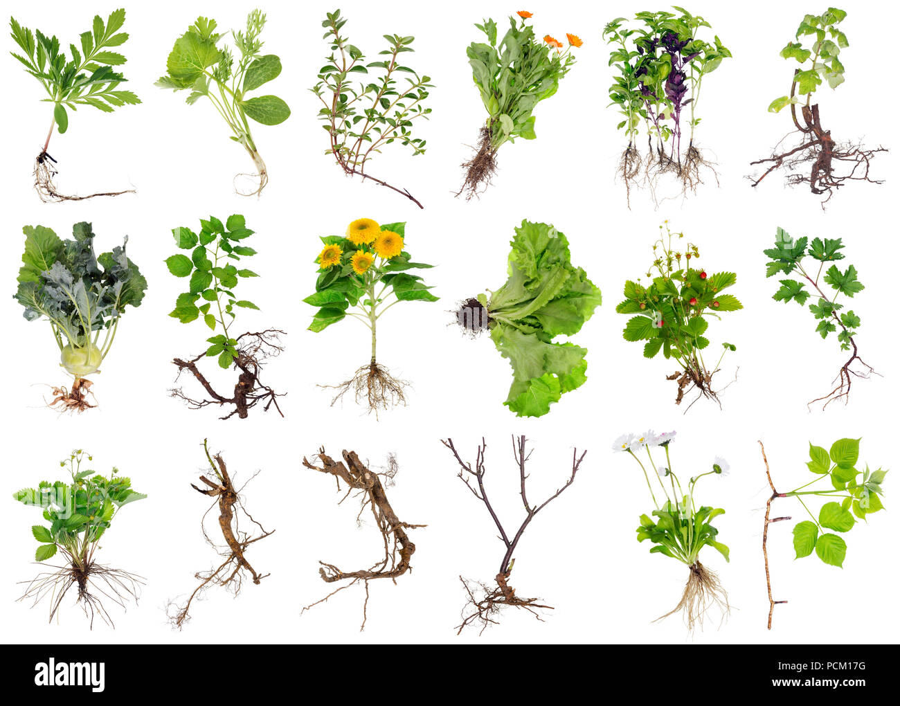 Various garden plants and flowers with roots. Isolated on white studio ...