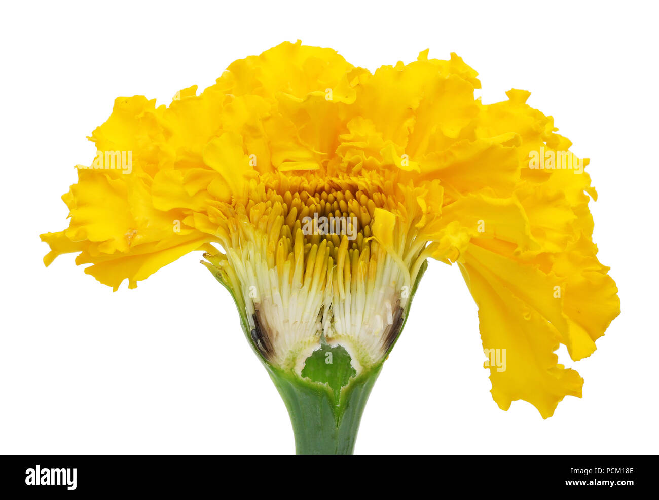 Violet marigold flower hi-res stock photography and images - Alamy