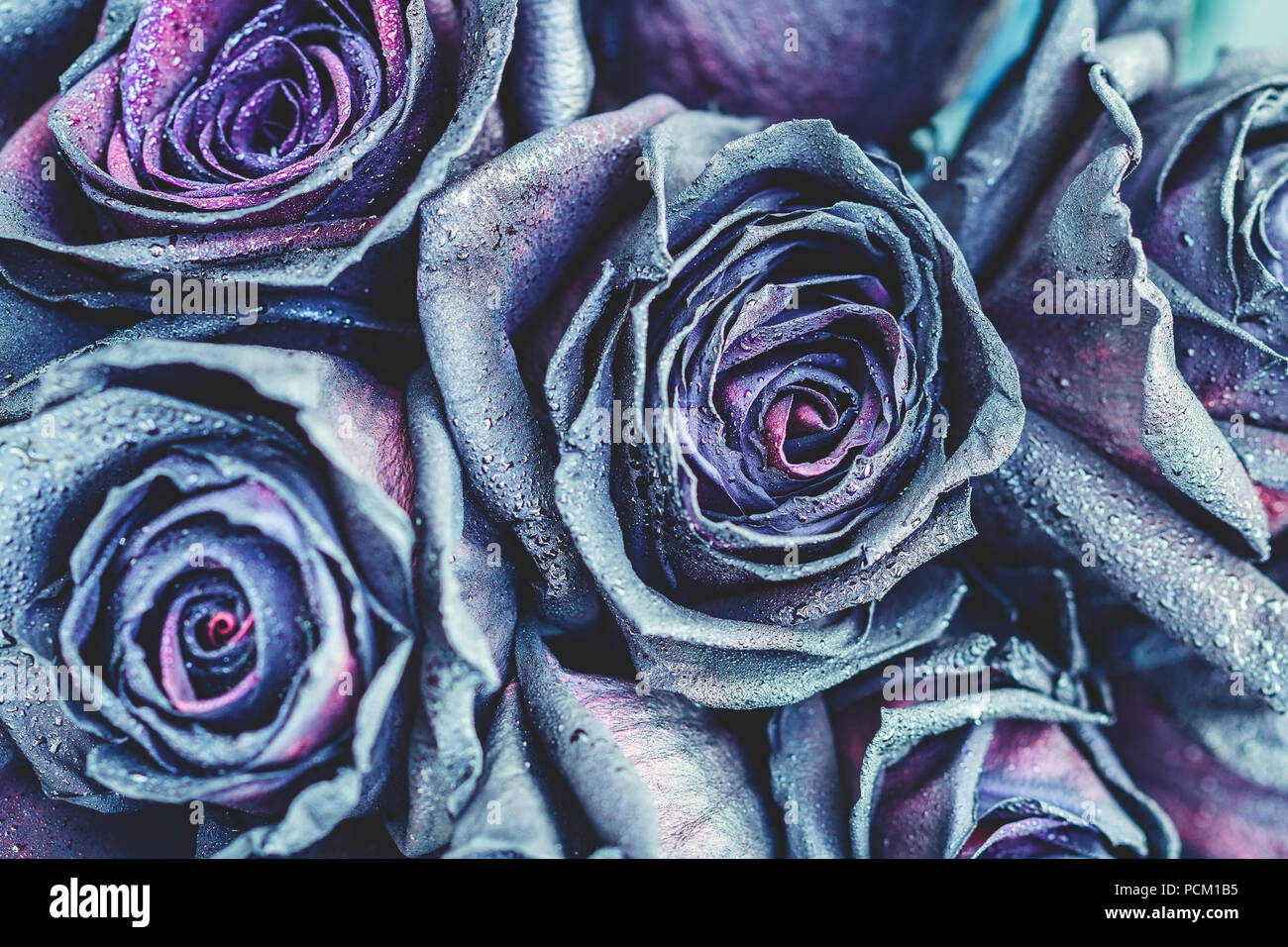 Macro photography of purple - neon roses with raindrops. Fantasy and ...