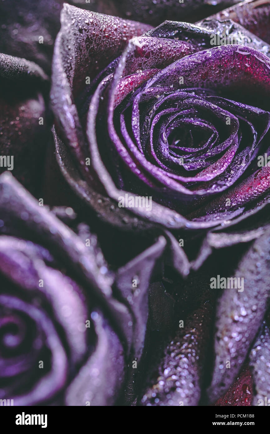 Macro photography of purple roses with raindrops. Fantasy and magic ...