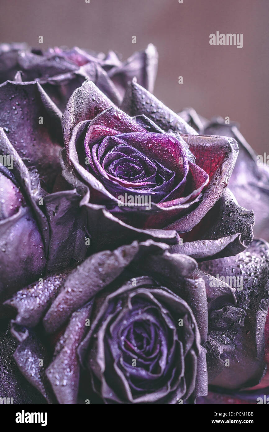 Macro photography of purple roses with raindrops. Fantasy and magic ...
