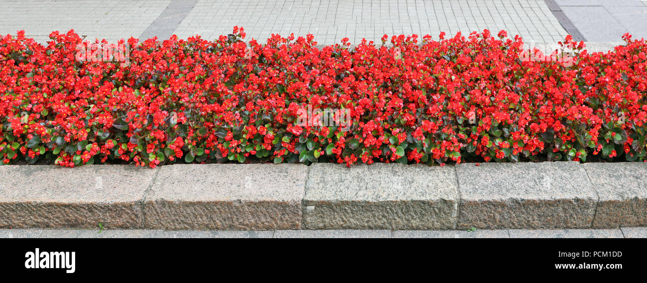 A long flowerbed with red begonias is located on a granite town square ...