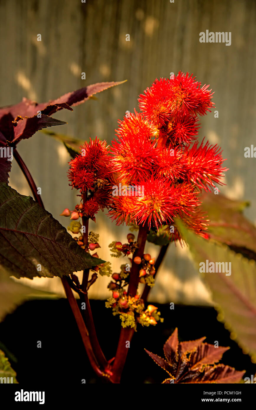 Castor-oil plant with flower Stock Photo - Alamy
