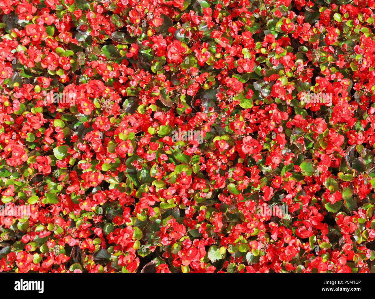 A long flowerbed with red begonias is located on a town square ...