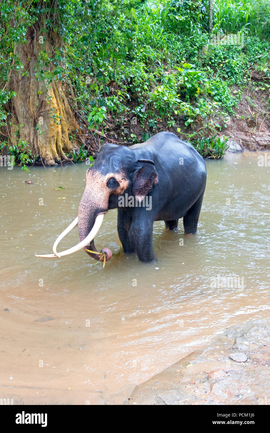 Bull sri lankan elephant elephas hi-res stock photography and images ...