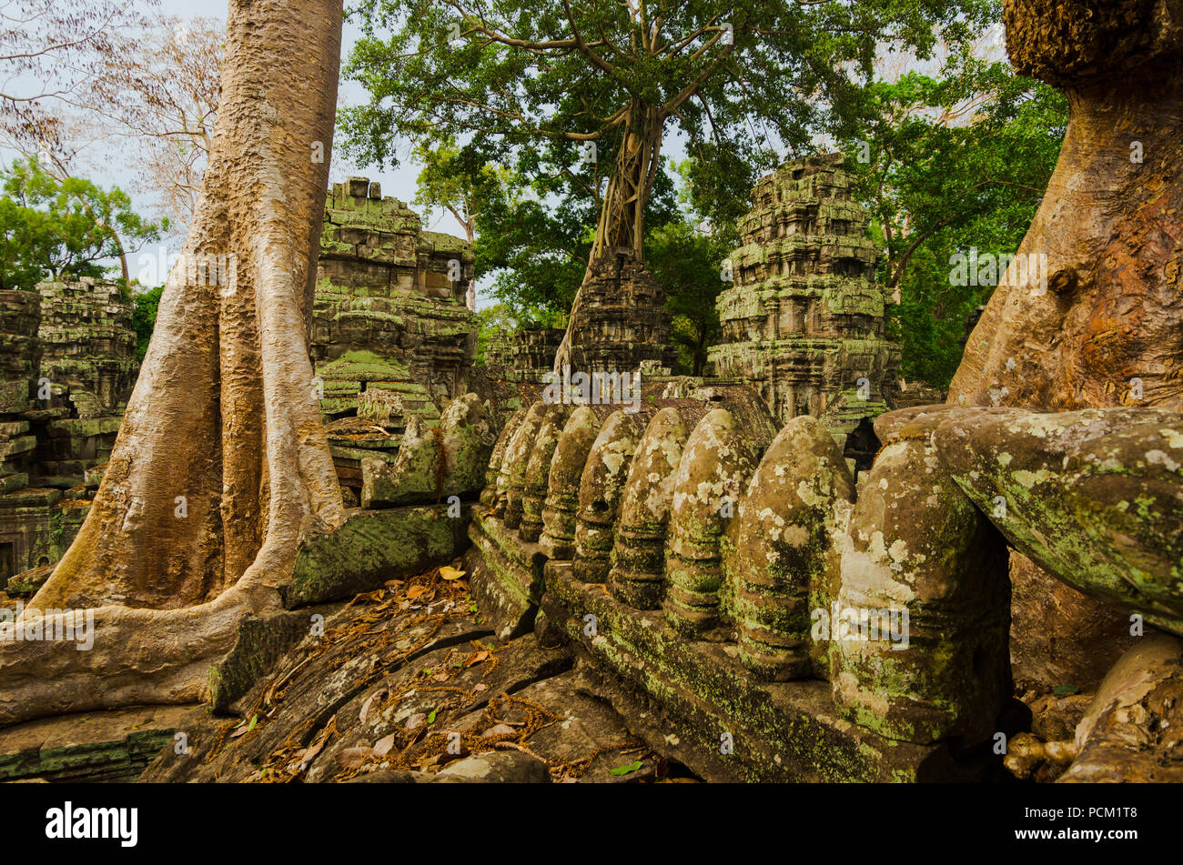 Rooftop of Ta Phrom temple in Angkor, Cambodia, with trees growing ...