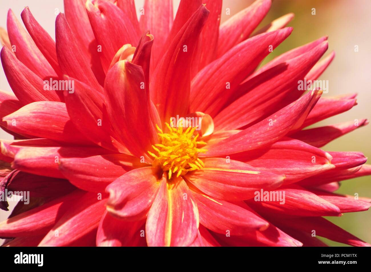 Bright Red Dahlia Flower (Dahlia pinnata Stock Photo - Alamy