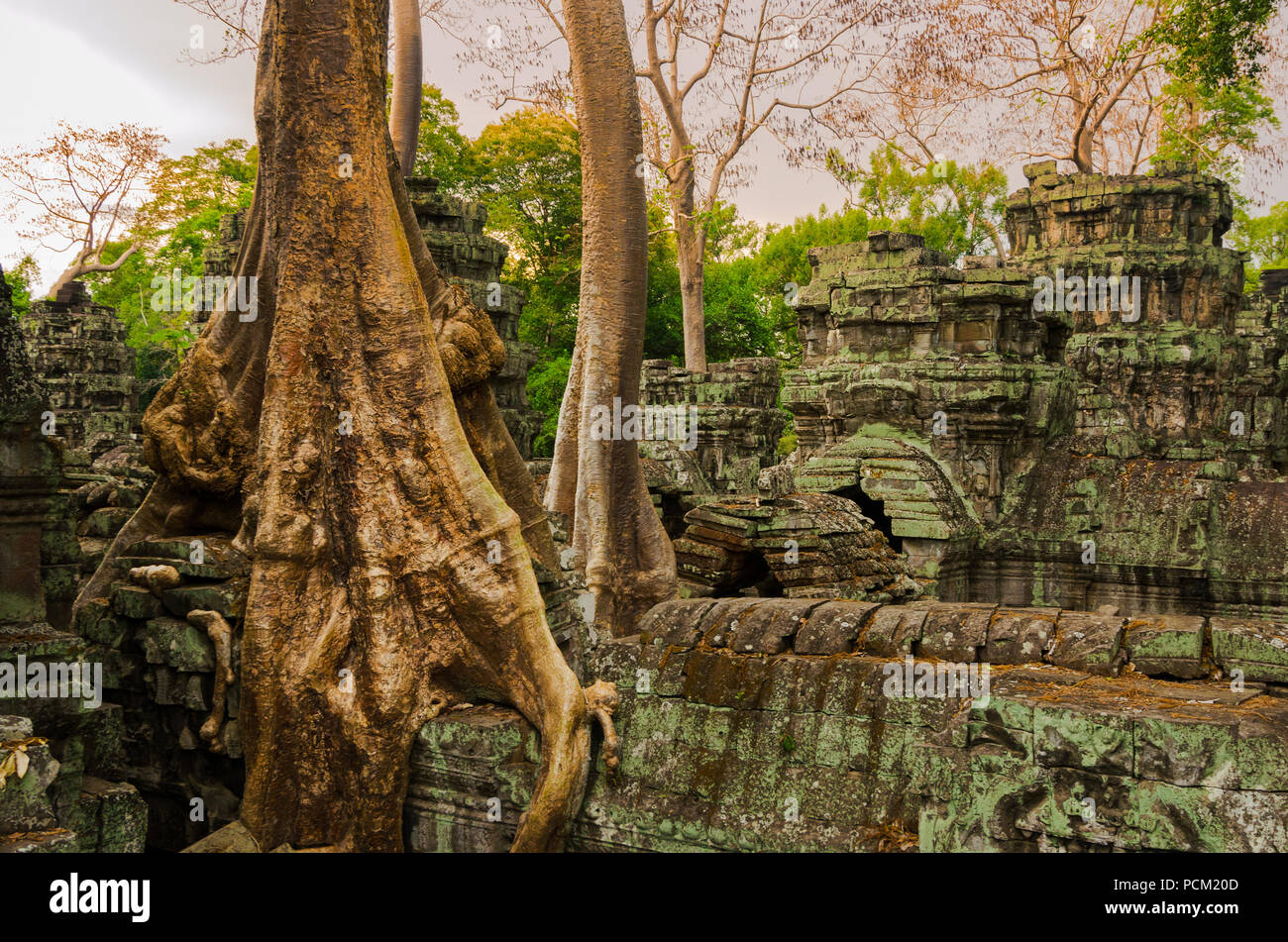 Jungle trees have overgrown the rooftops of Ta Phrom temple in Angkor ...