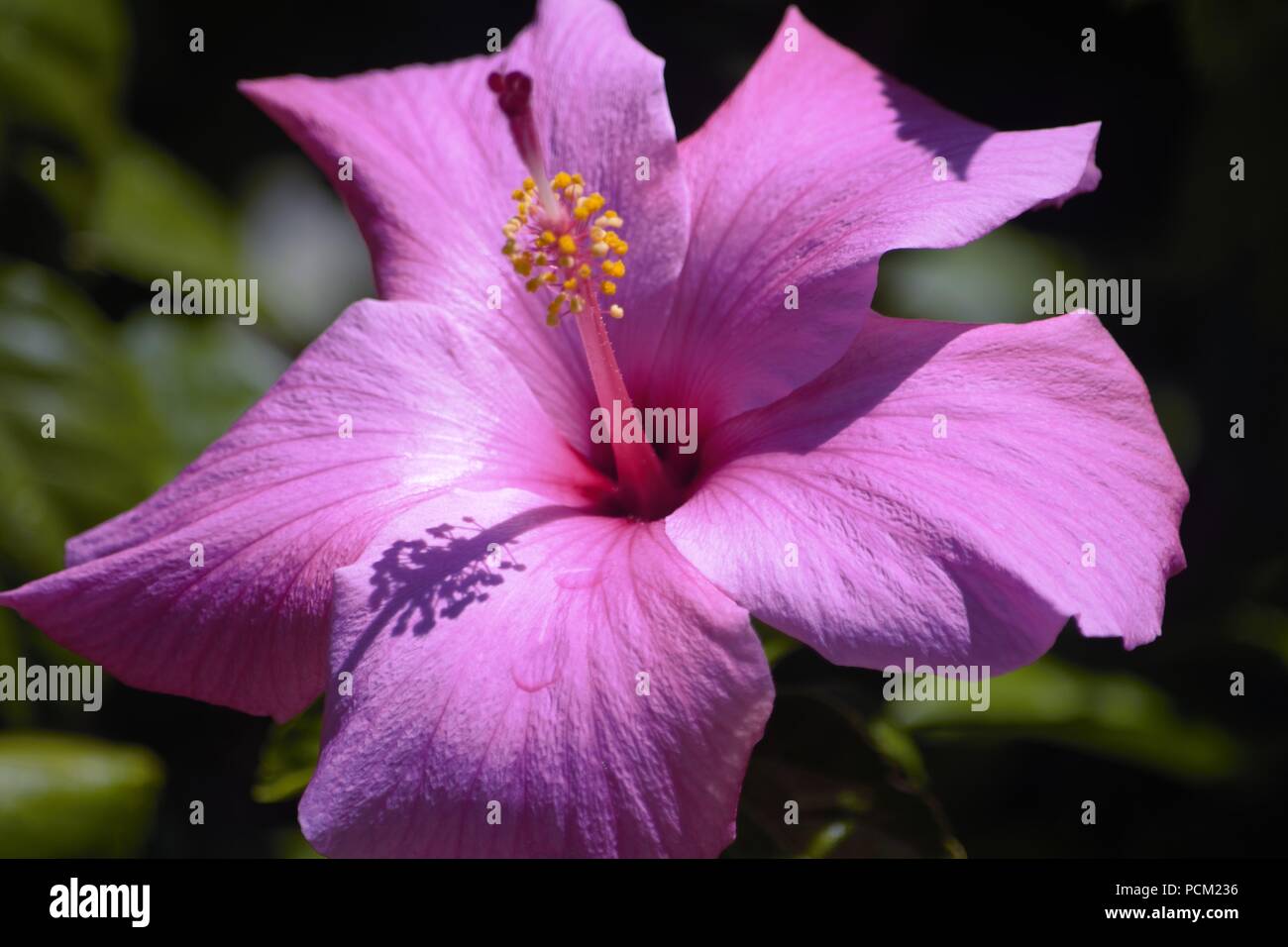 rose mallow; Hibiscus Stock Photo - Alamy