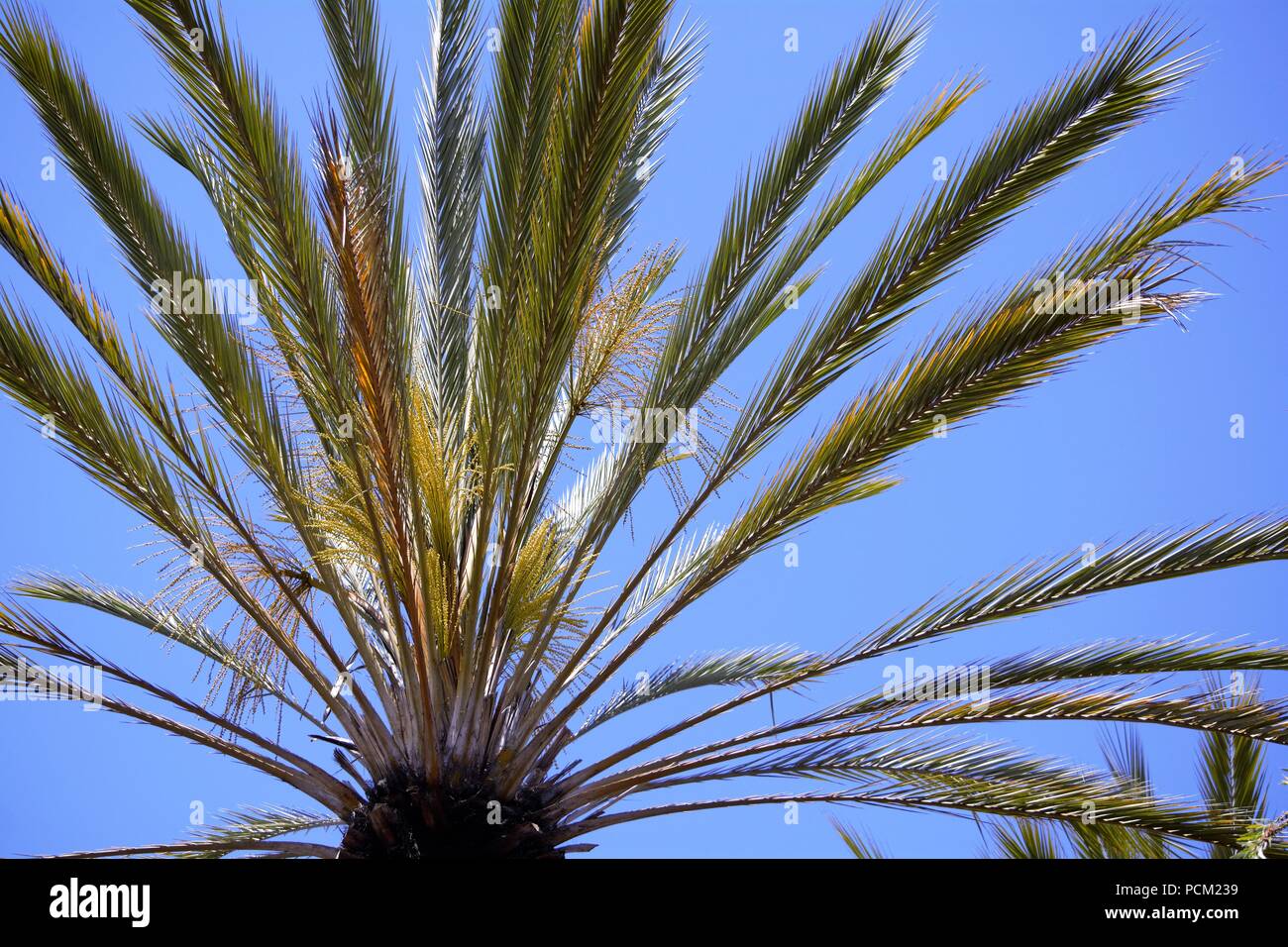 Palm Tree (Arecaceae Stock Photo - Alamy