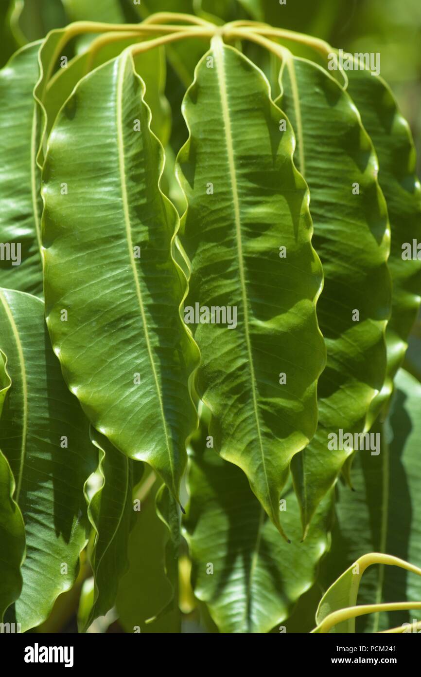 Wavy Leaves High Resolution Stock Photography and Images - Alamy