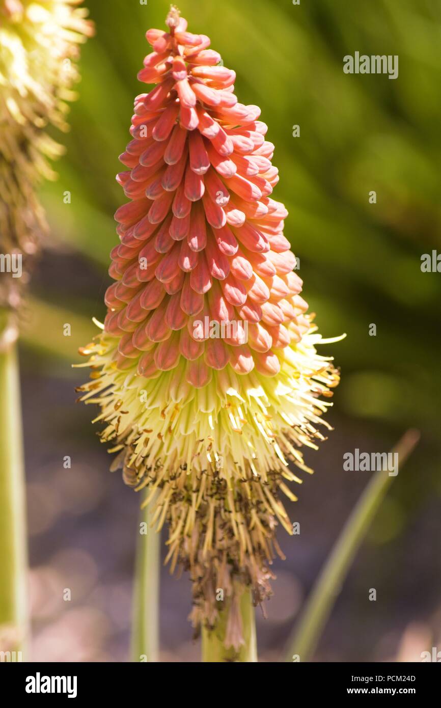 Rooper’s red-hot poker (Kniphofia rooperi Stock Photo - Alamy