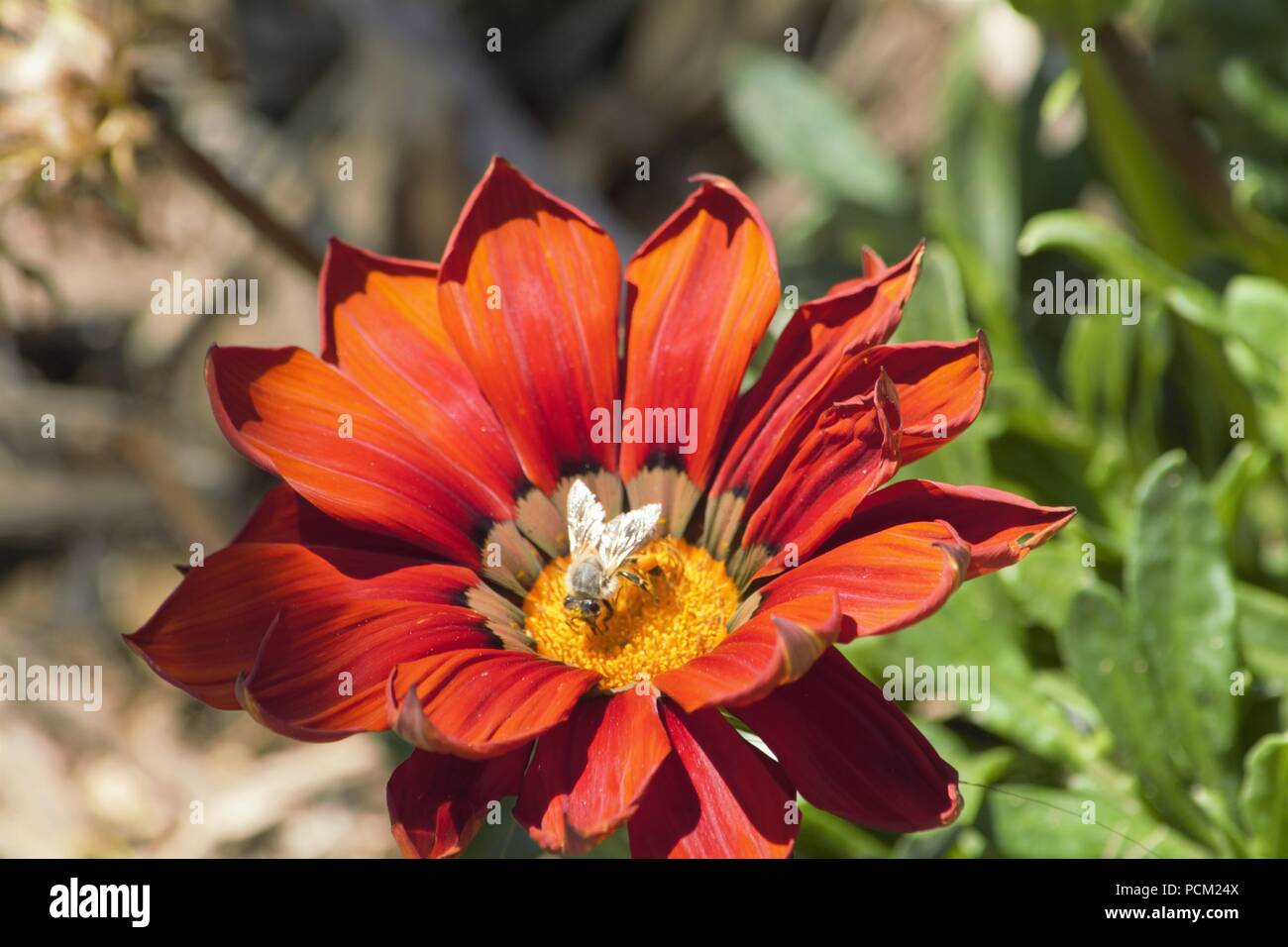Hot Red Gazania with Honey Bee(Apis mellifera Stock Photo - Alamy