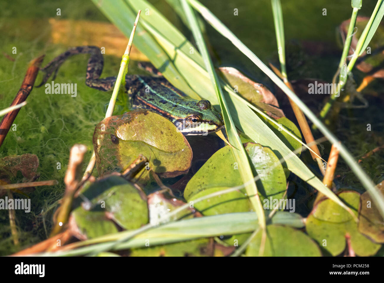 Common Frog, Rana temporaria, Usedom, Baltic Sea Frog surfacing in pond ...