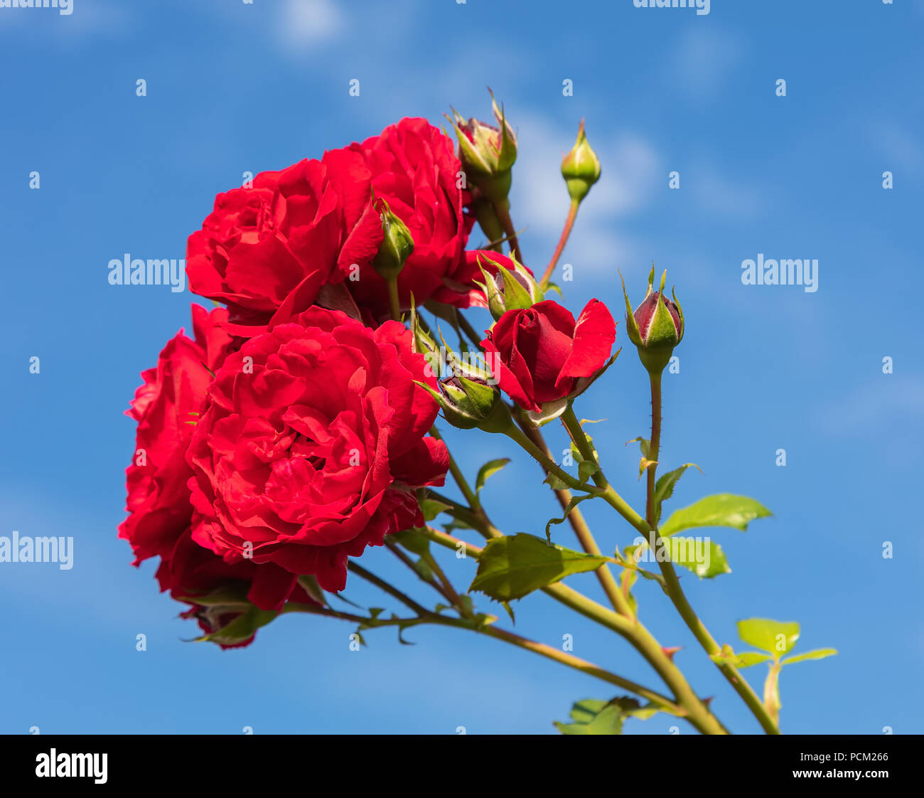 White rose blue sky hi-res stock photography and images - Alamy