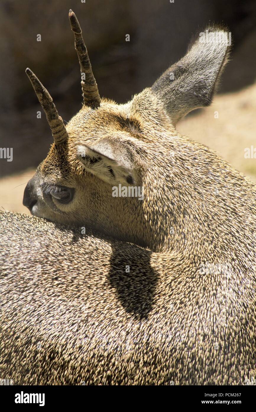 Oreotragus klipspringer hi-res stock photography and images - Alamy